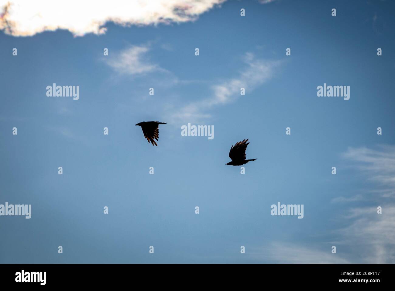 two crows fly in the air, cloudy sky in the background, outdoors Stock ...
