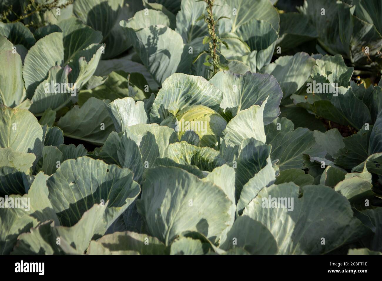 white cabbage field, ready to harvest, farmland Stock Photo - Alamy
