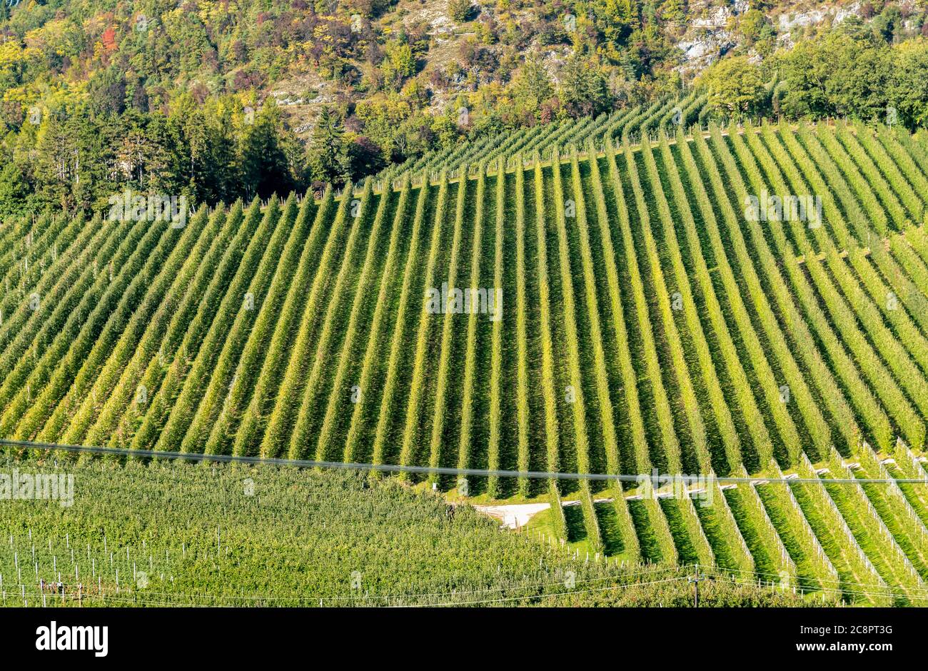 Autumn Landscape of rows green vineyard, abstract background of ...