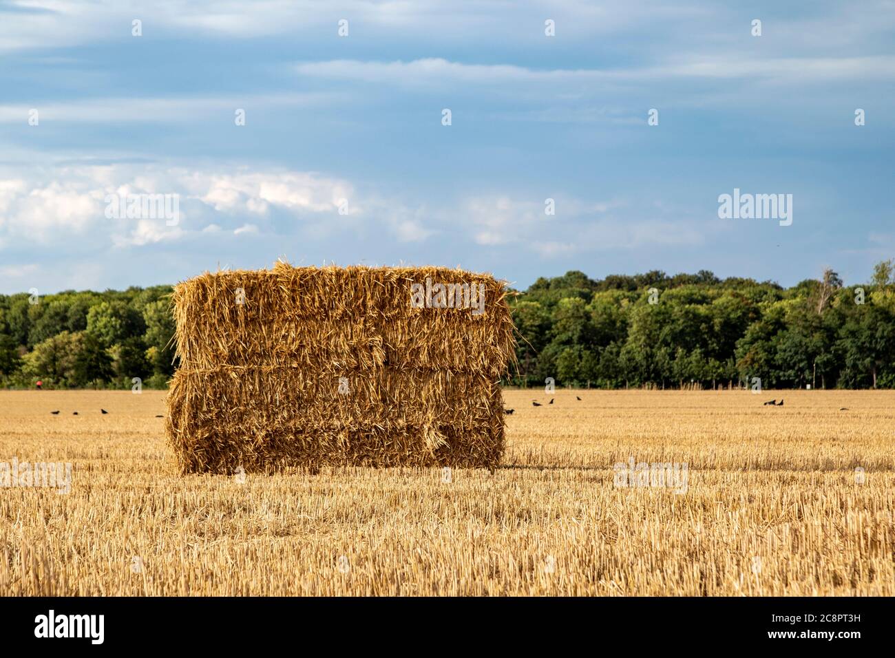 hay bundles on a harvested field, outdoors Stock Photo - Alamy