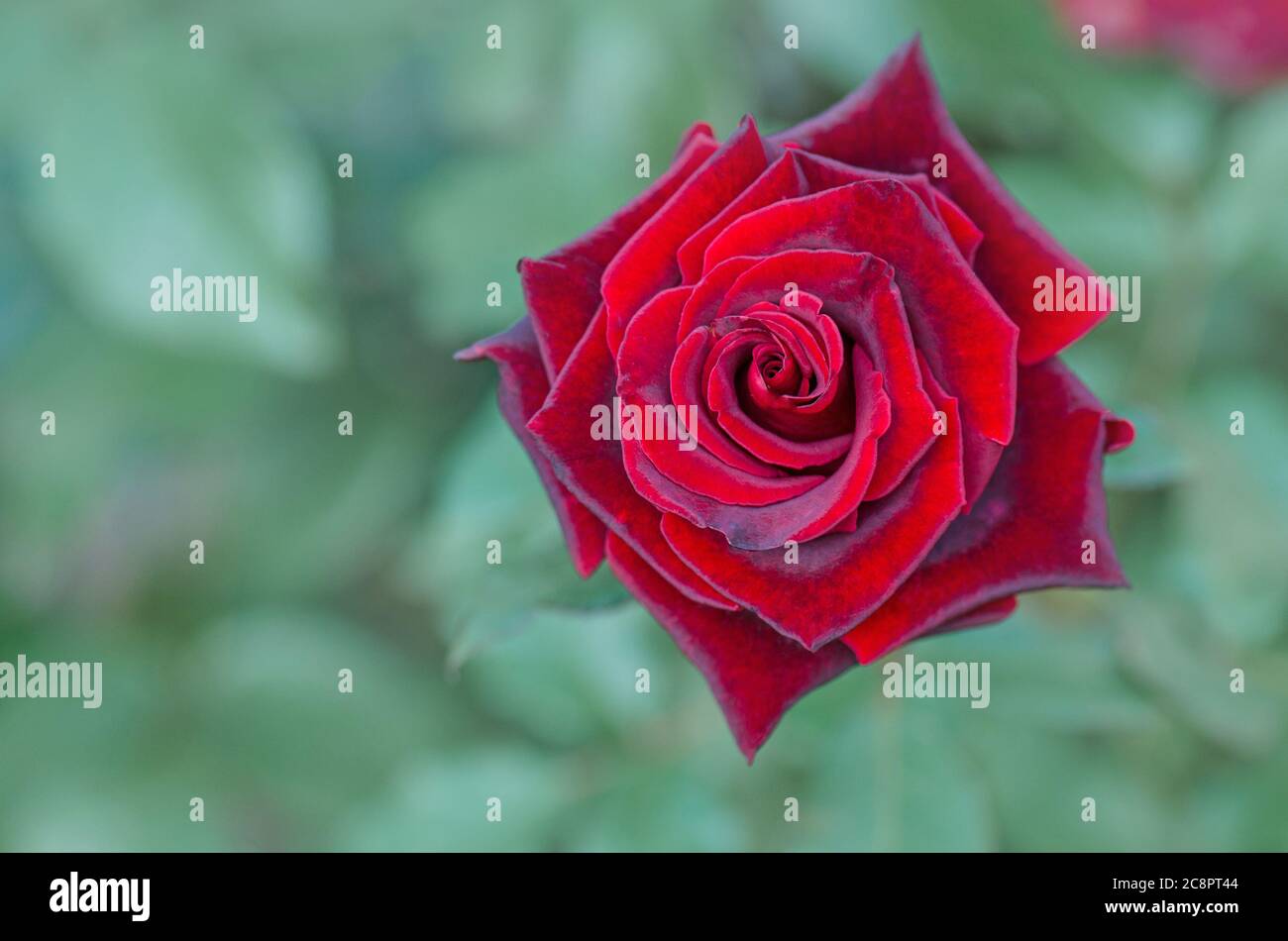 Red rose flower background. Red roses on a bush in a garden. Red rose ...