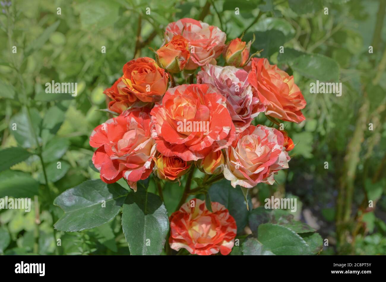 Bicolor yellow red roses with stripes. Multi colored pink yellow red ...