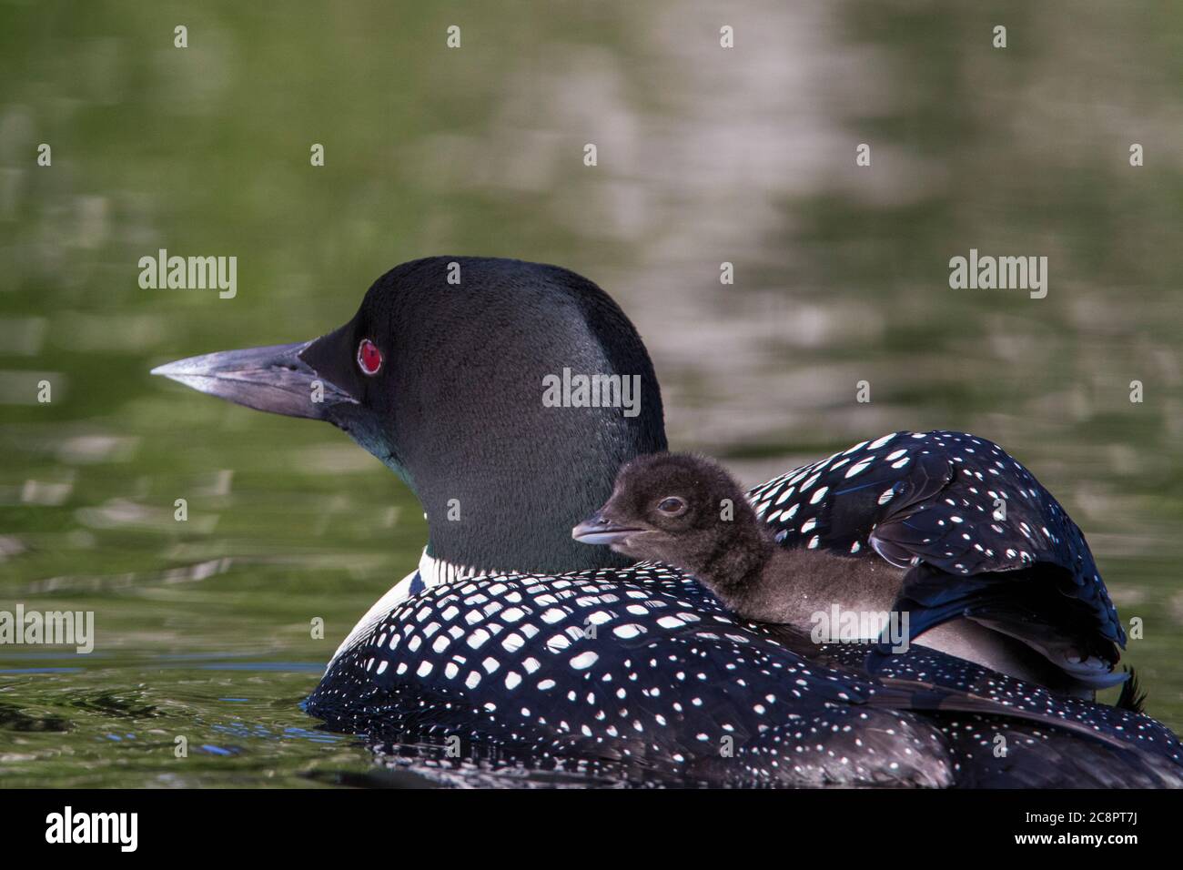 common loon or great northern diver (Gavia immer) feeding baby Stock ...
