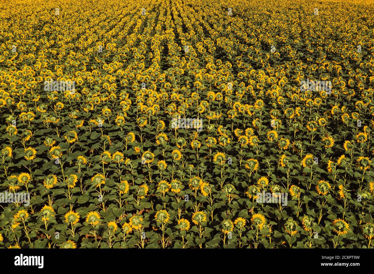Sunflower field aerial High Resolution Stock Photography and Images - Alamy