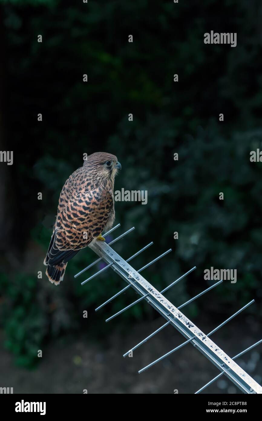 Bird view angle hi-res stock photography and images - Alamy