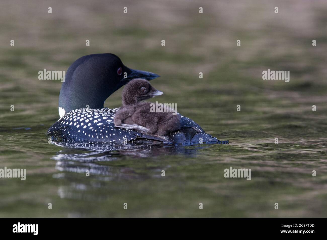 common loon or great northern diver (Gavia immer) feeding baby Stock ...