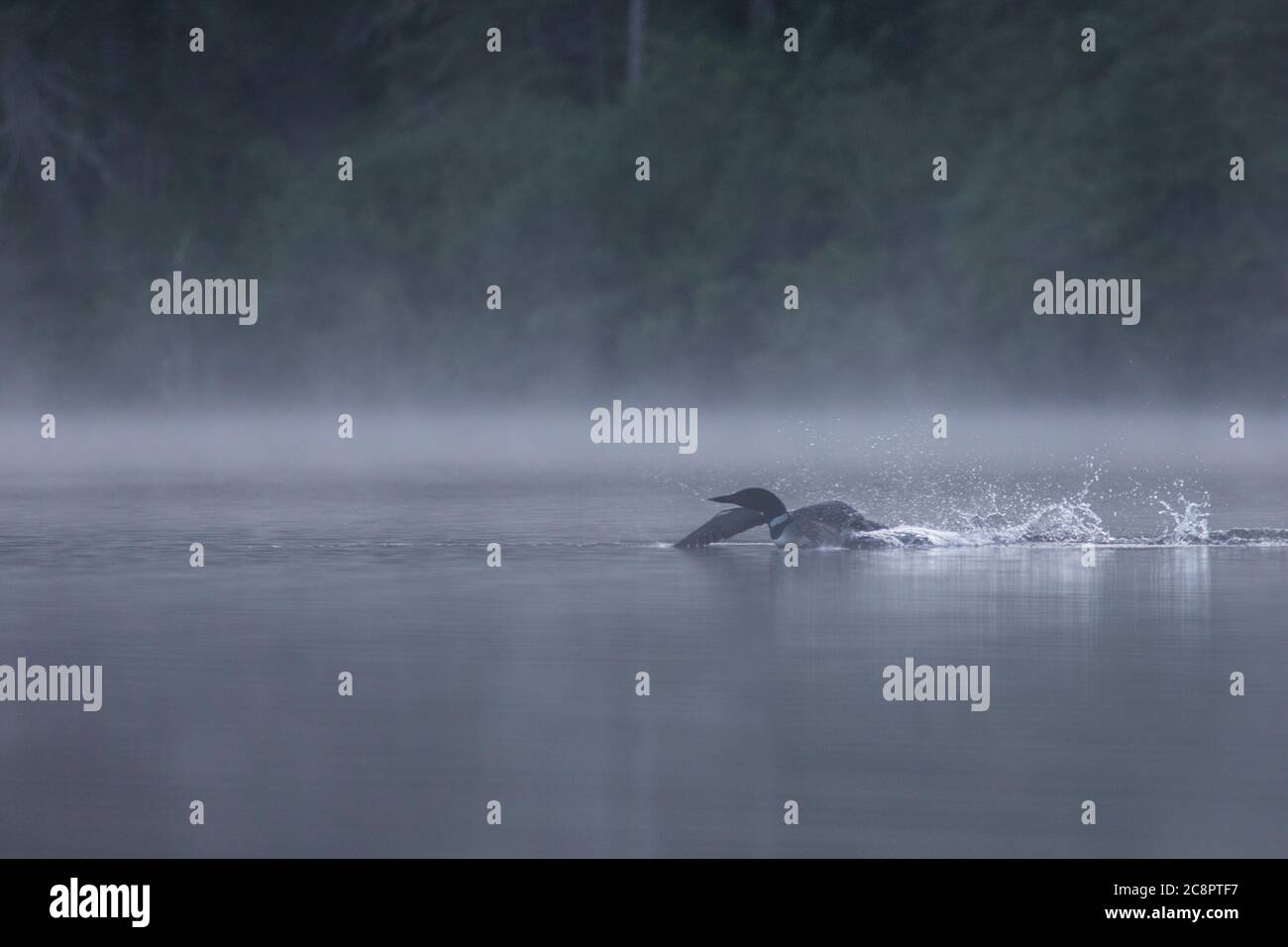 common loon in summer, Quebec, Canada Stock Photo - Alamy