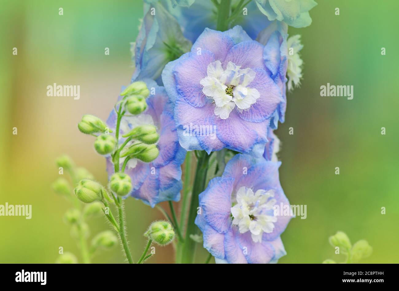 Delphinium flowers blooming. Blue flower of Delphinium in a summer ...