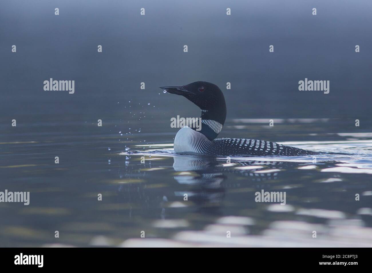 common loon in summer, Quebec, Canada Stock Photo - Alamy