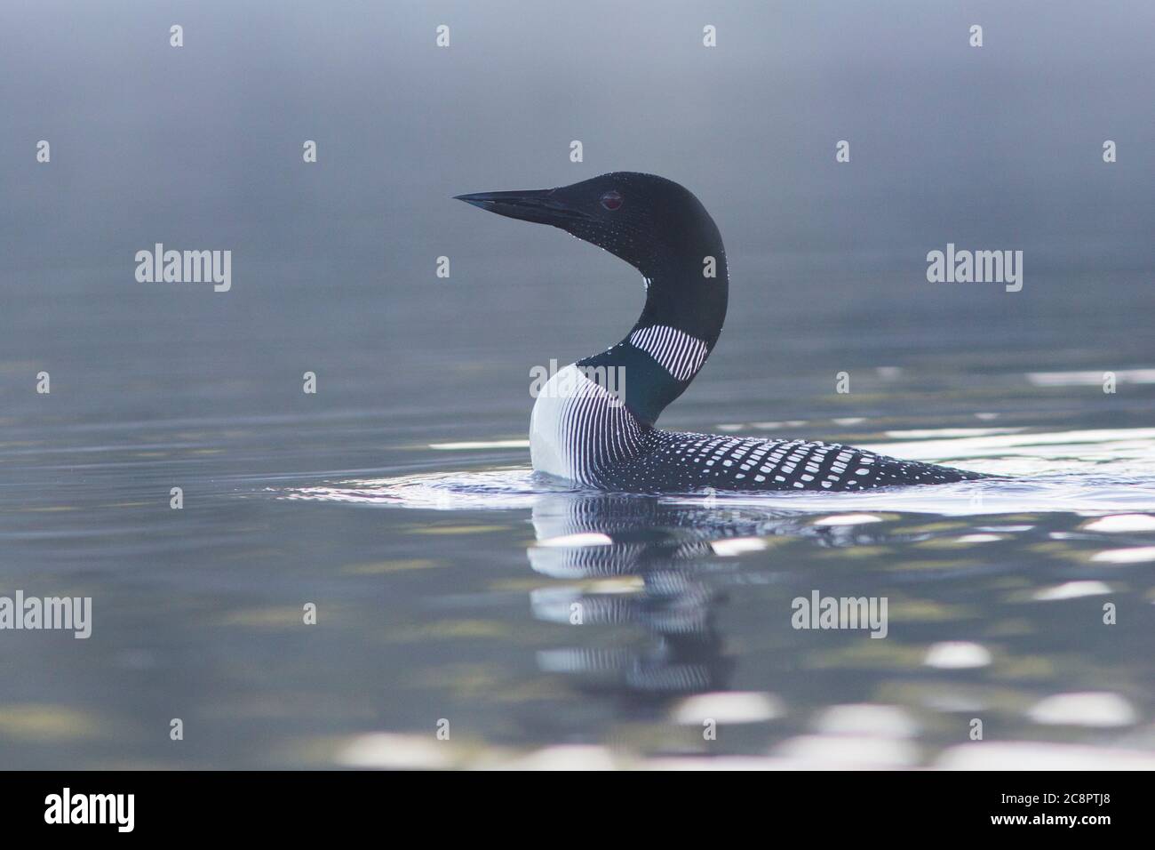 common loon in summer, Quebec, Canada Stock Photo - Alamy