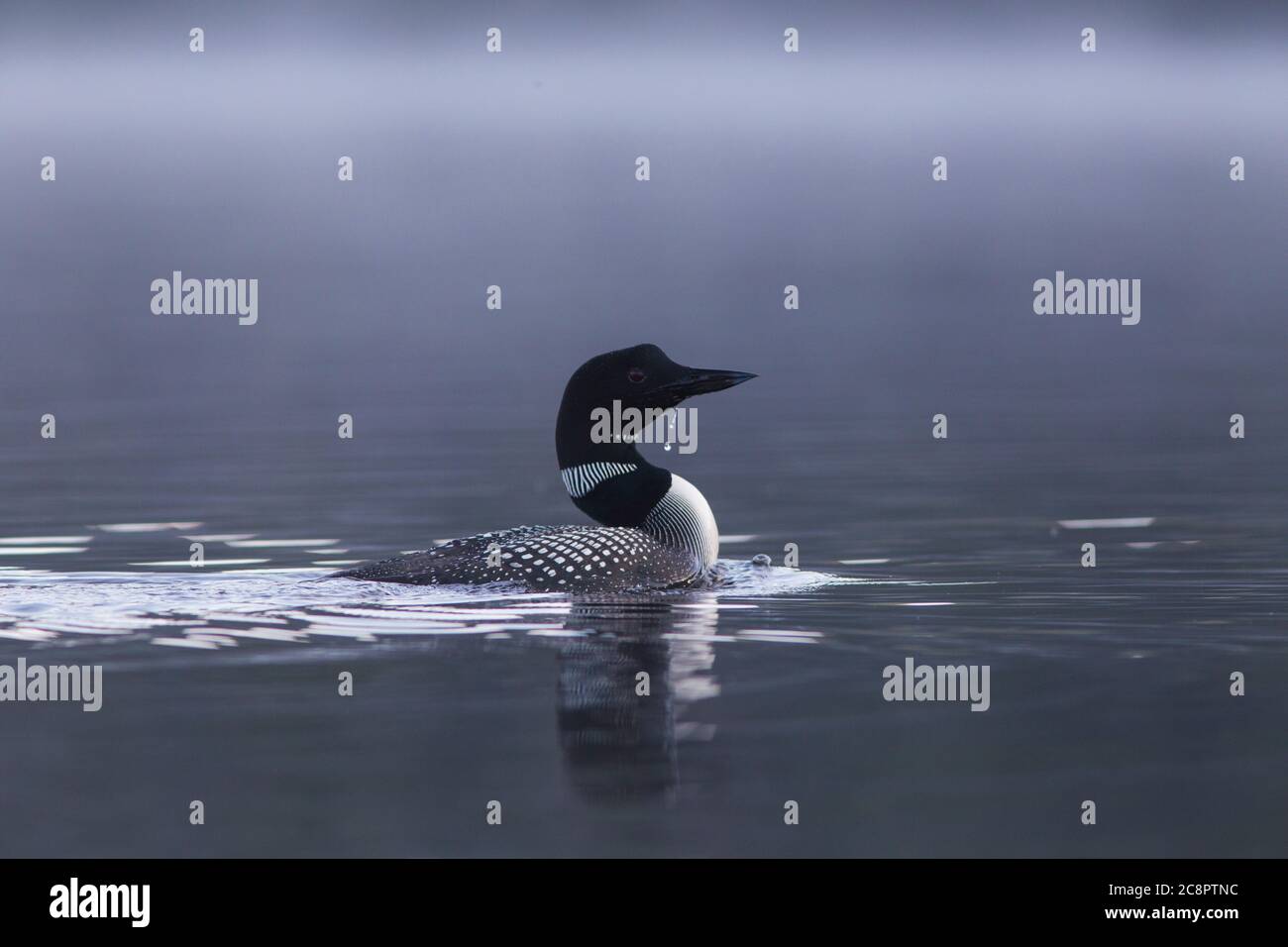 Common loon in the fog hi-res stock photography and images - Alamy
