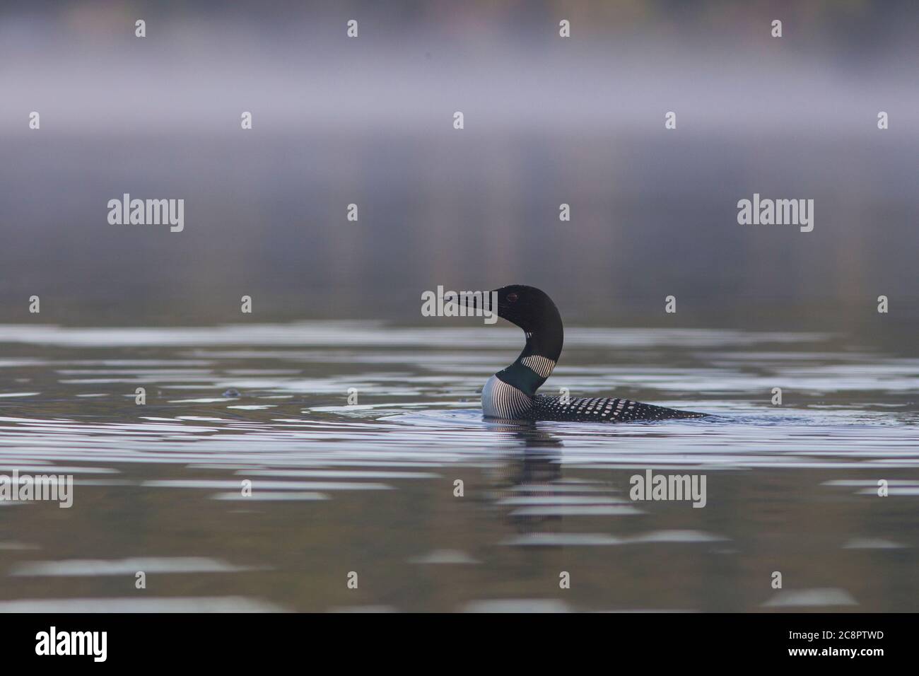 common loon in summer, Quebec, Canada Stock Photo - Alamy