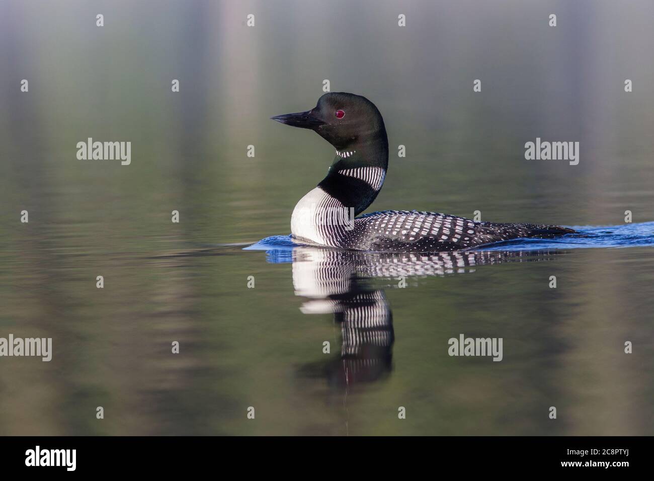 common loon in summer, Quebec, Canada Stock Photo - Alamy