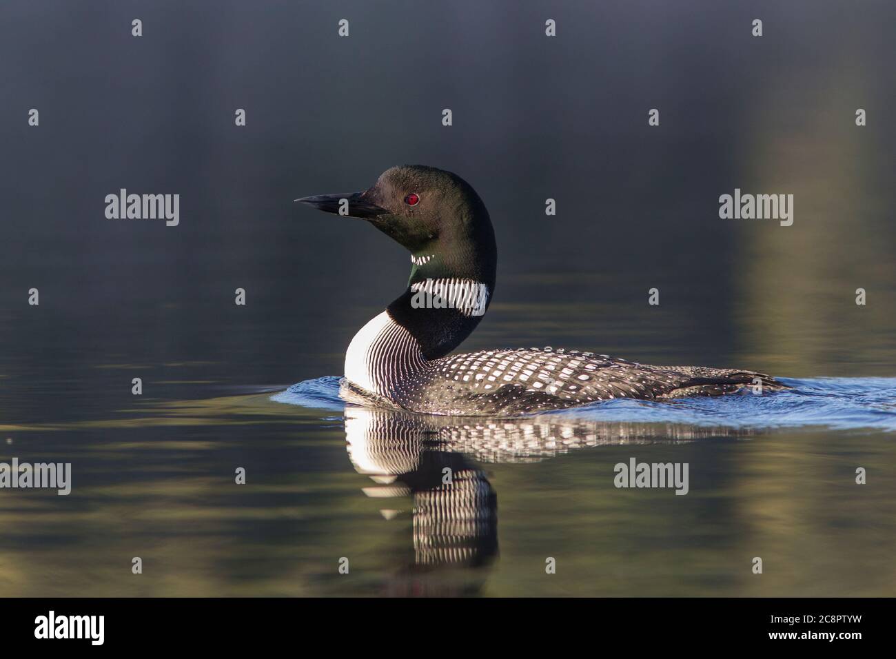 common loon in summer, Quebec, Canada Stock Photo - Alamy