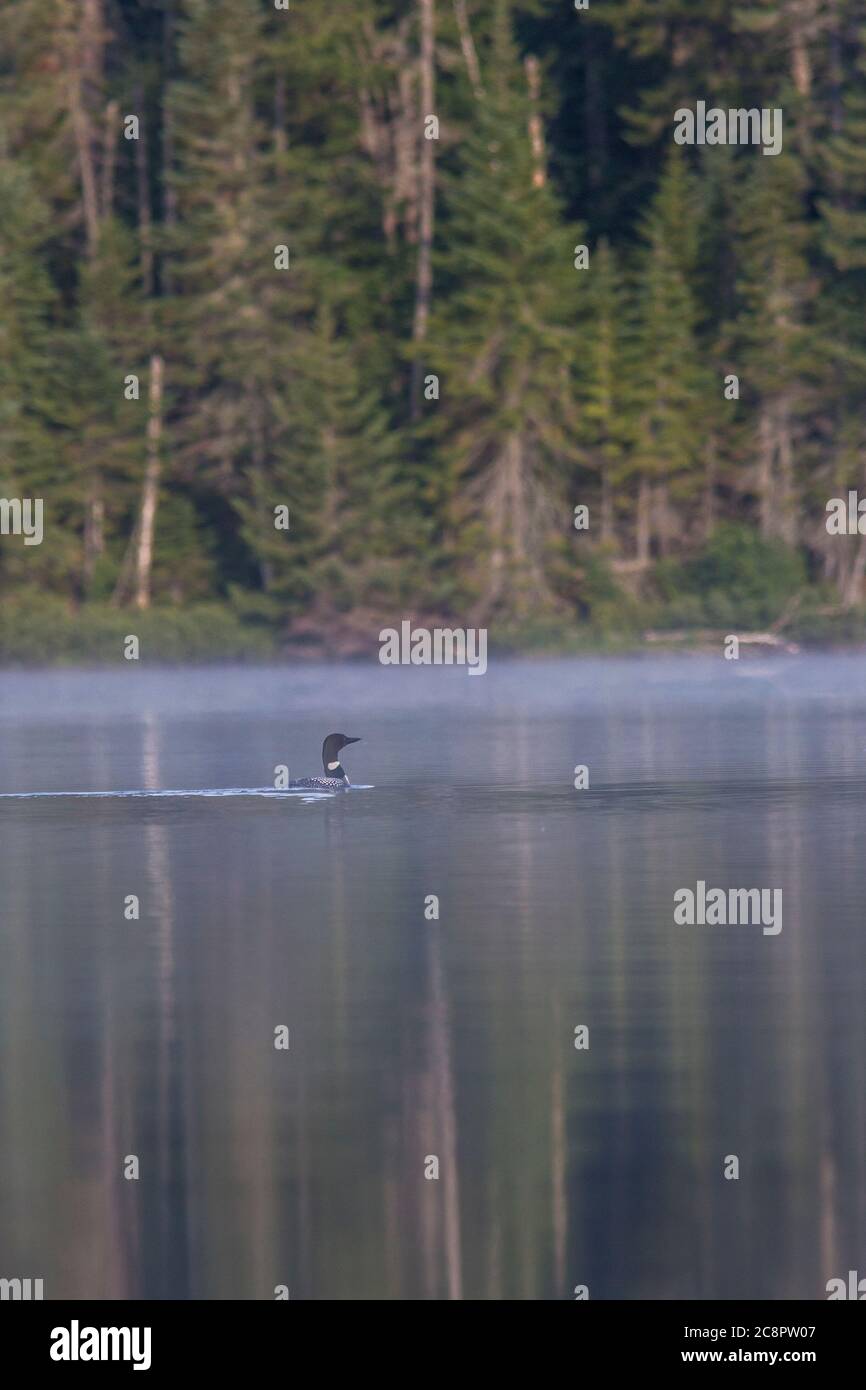 common loon in summer, Quebec, Canada Stock Photo - Alamy