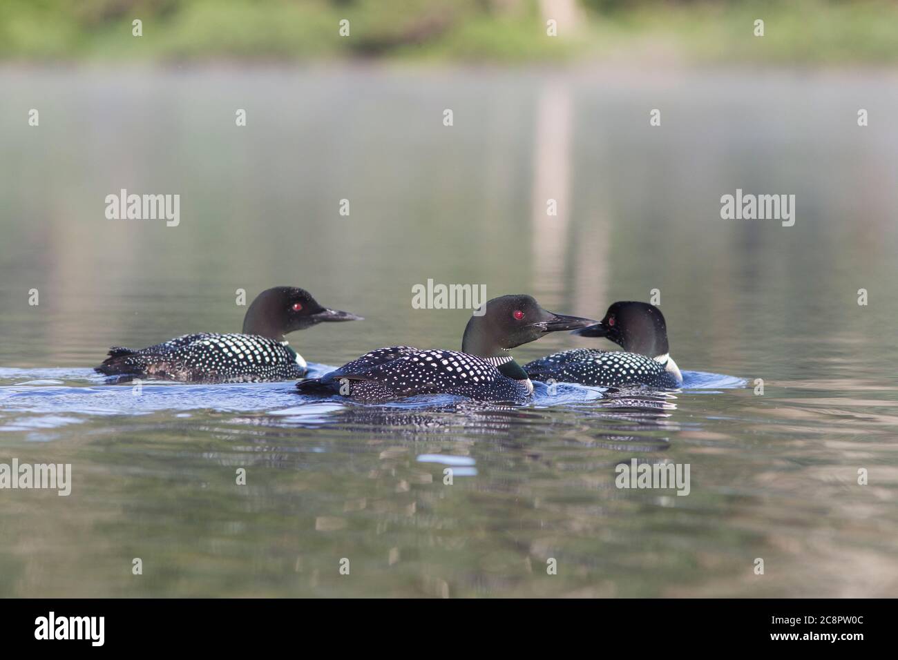 common loon or great northern diver (Gavia immer) in spring Stock Photo ...