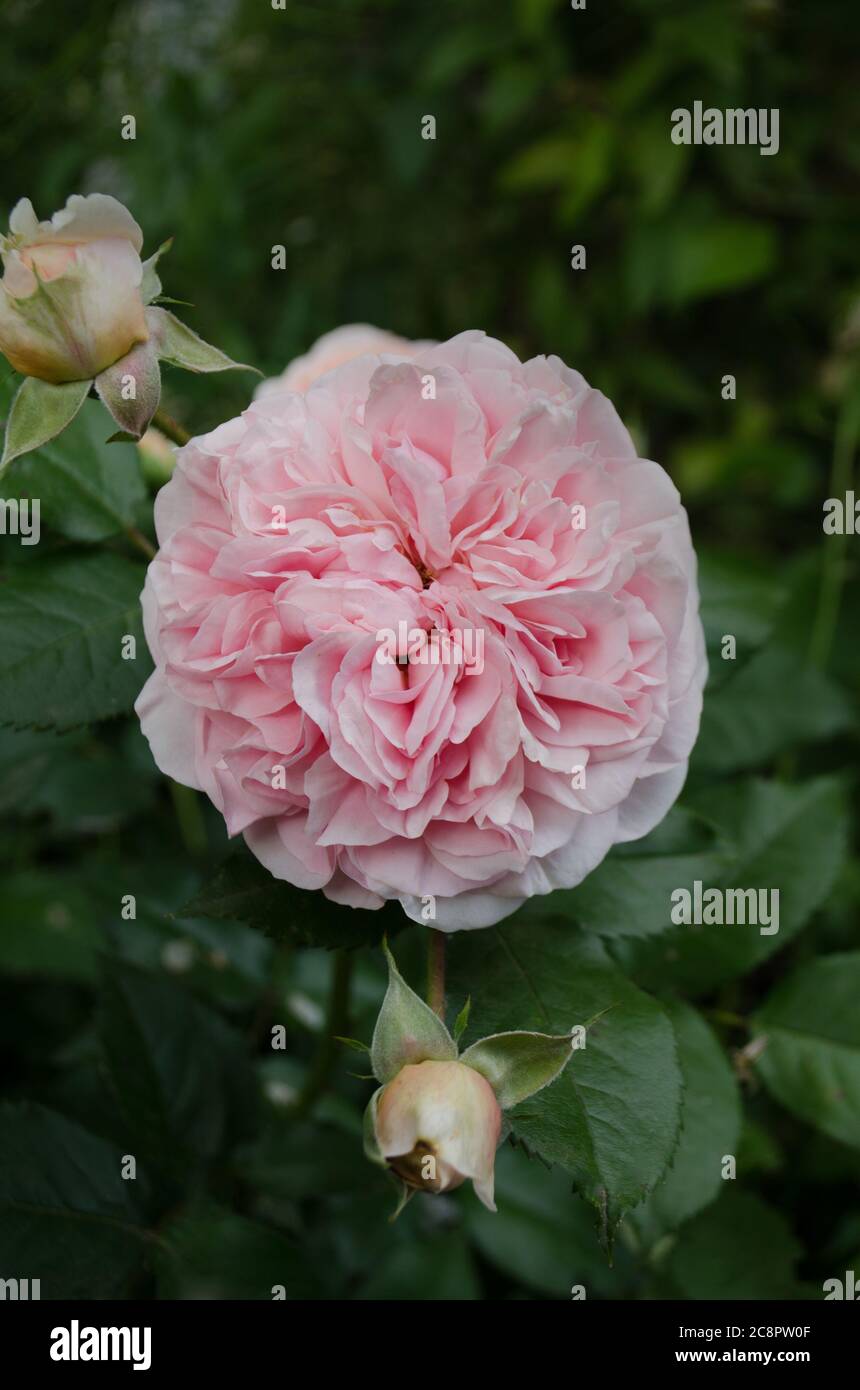 Pink rose in the field. Flowers plant growing in garden. Bush of pink ...