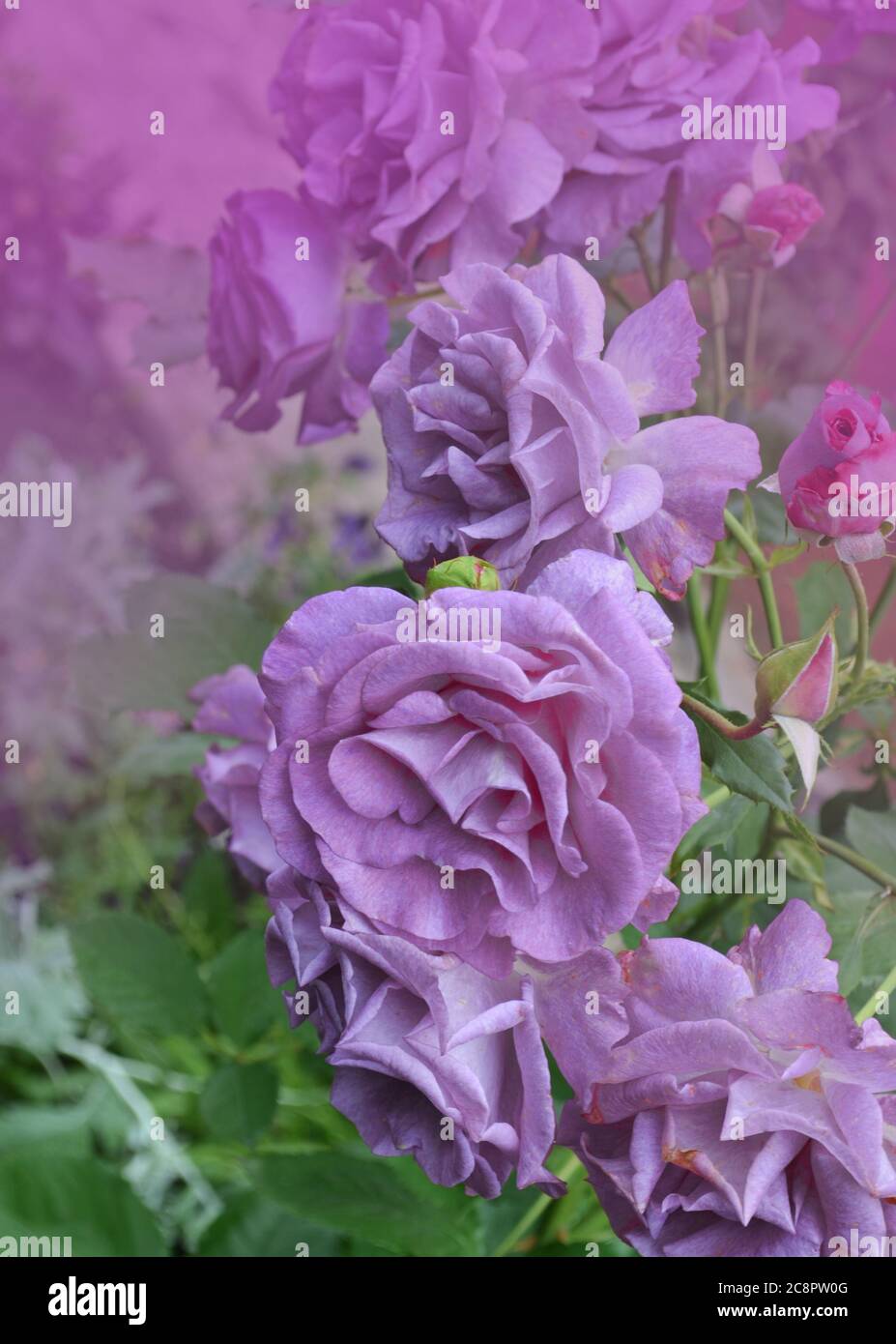 Purple lavender roses flowers in garden. Lady Perfume rose blooming ...