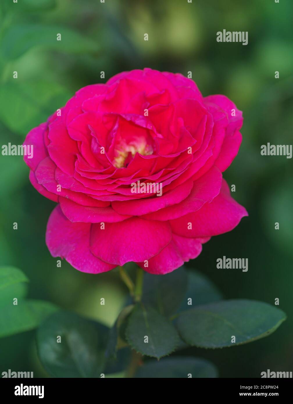 Blooming roses Big Purple on the bush in rose garden Stock Photo - Alamy