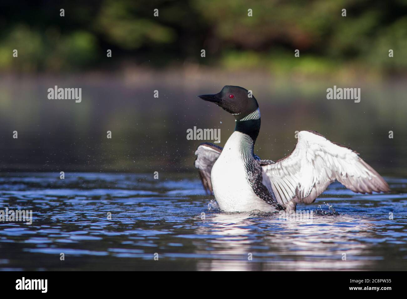 common loon in summer, Quebec, Canada Stock Photo - Alamy