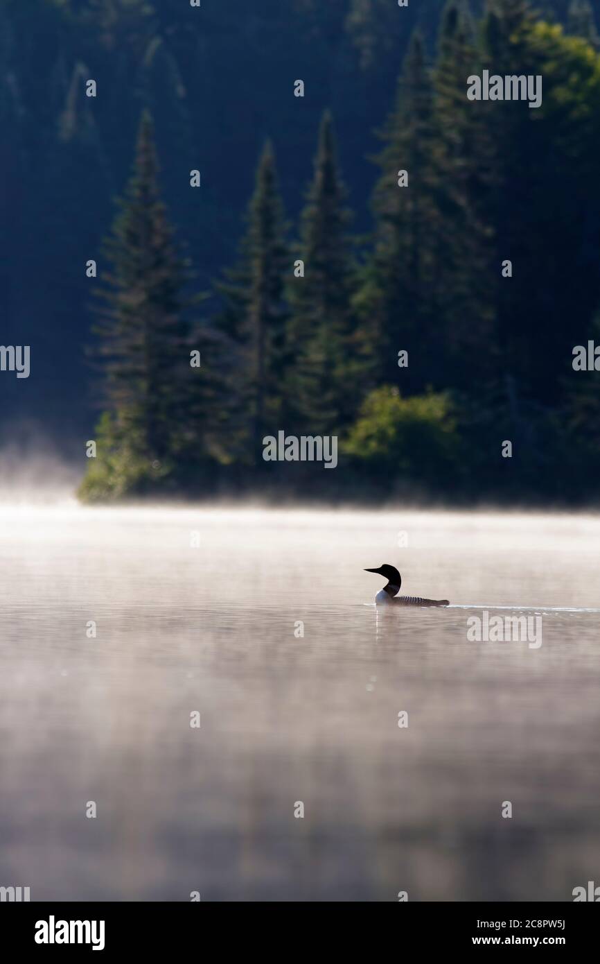 common loon in summer, Quebec, Canada Stock Photo - Alamy