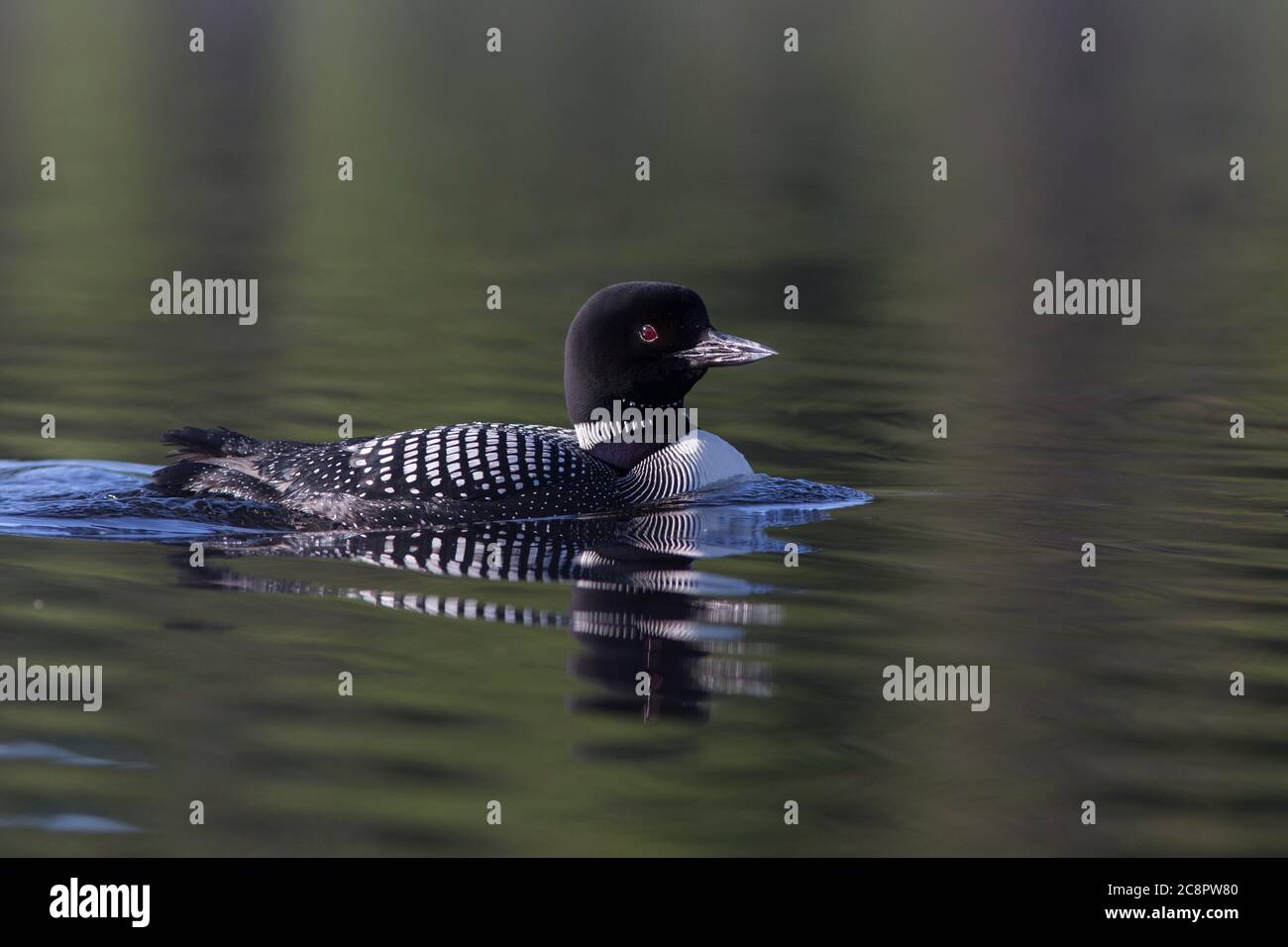 common loon in summer, Quebec, Canada Stock Photo - Alamy