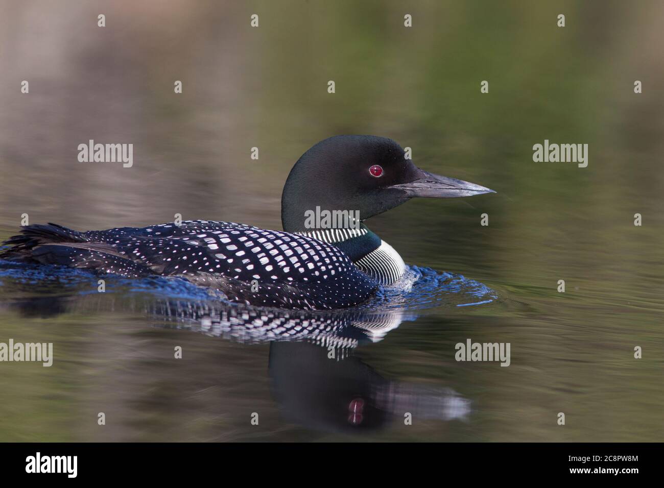 common loon in summer, Quebec, Canada Stock Photo - Alamy