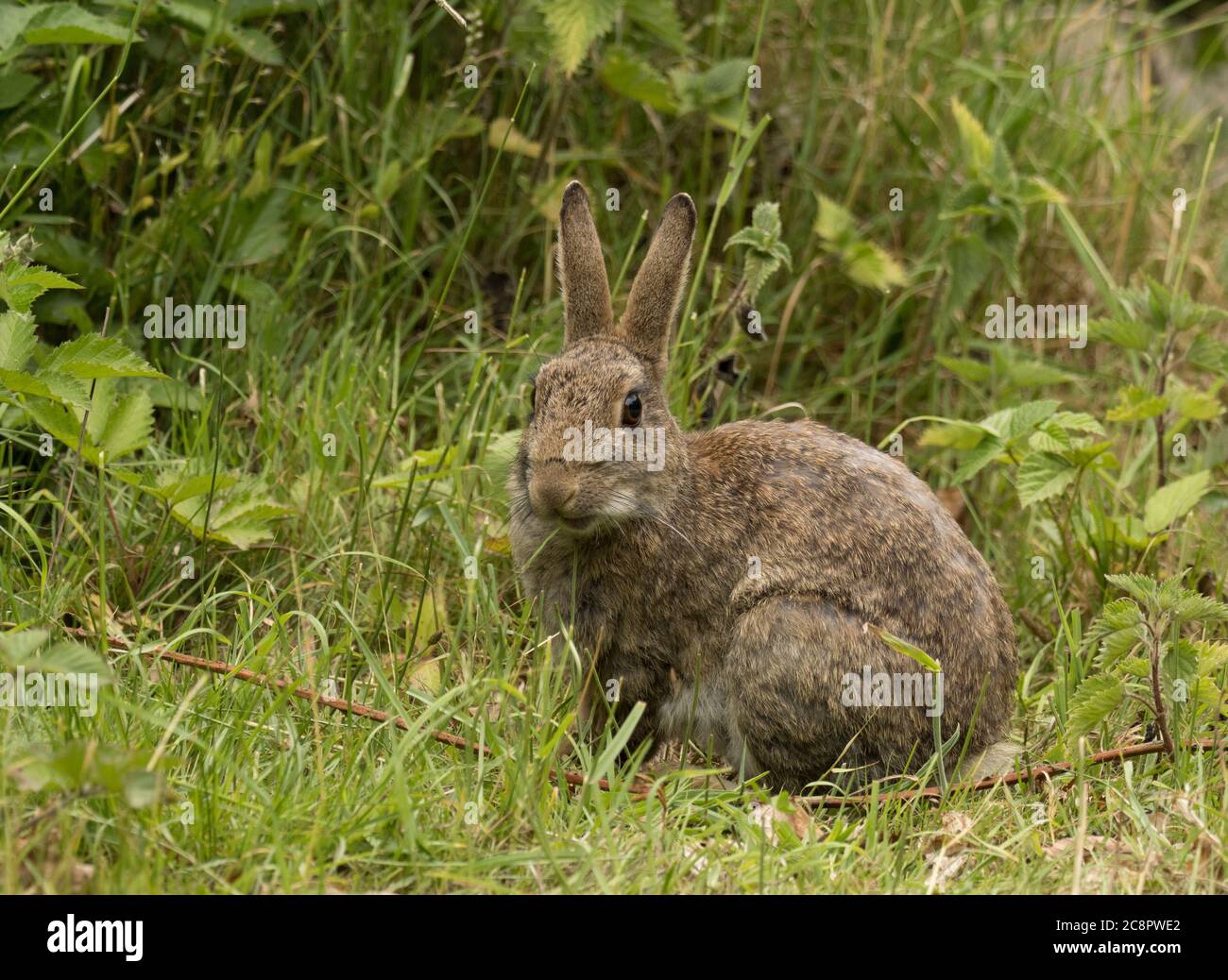 European Rabbit, Oryctolagus cuniculus, portrait of single adult ...
