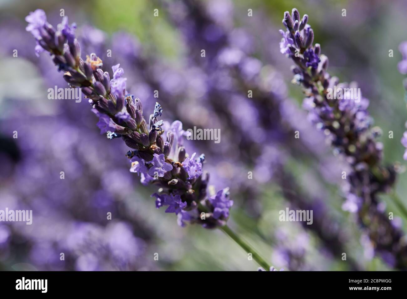Detailed lavender flower hi-res stock photography and images - Alamy