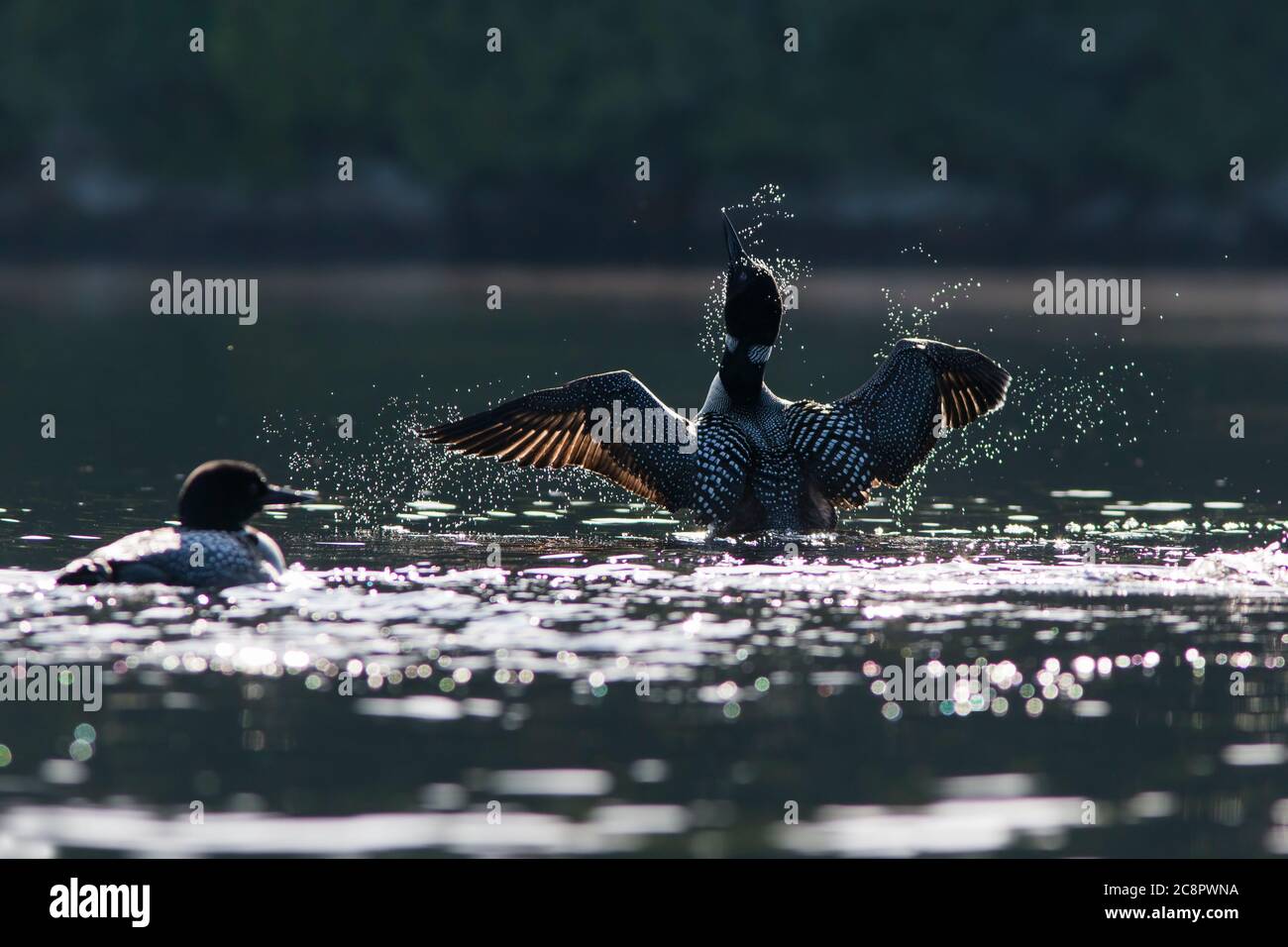 Pair of common loon in summer, Quebec, Canada Stock Photo - Alamy