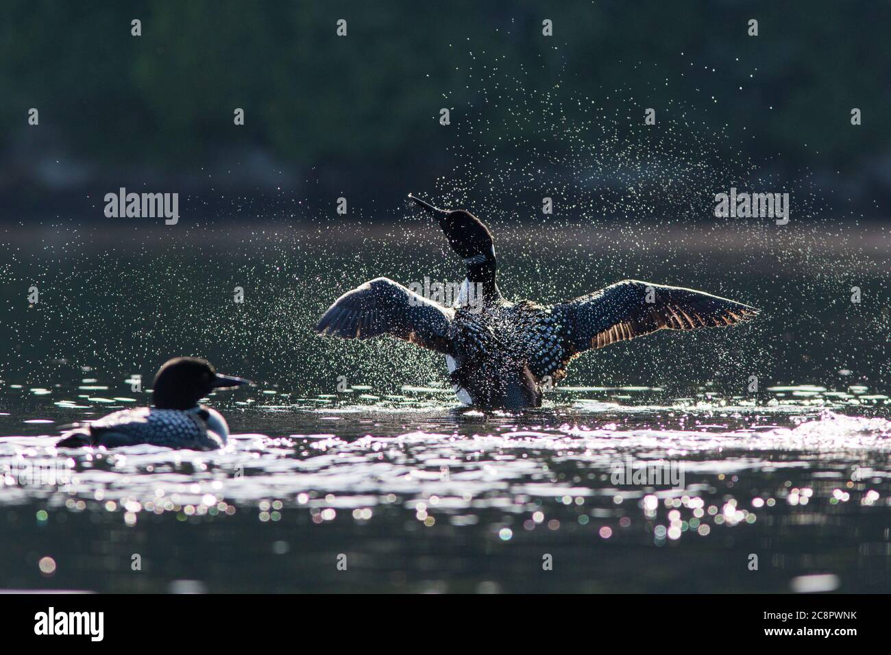 Pair of common loon in summer, Quebec, Canada Stock Photo - Alamy