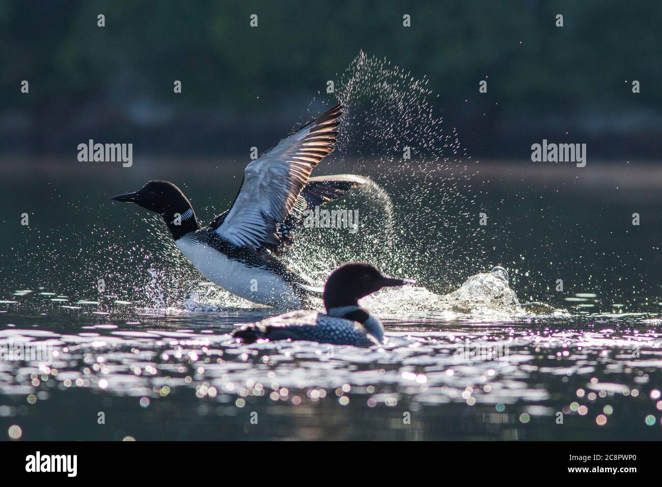 Pair of common loon in summer, Quebec, Canada Stock Photo - Alamy