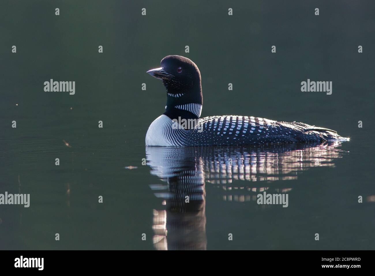 common loon in summer, Quebec, Canada Stock Photo - Alamy