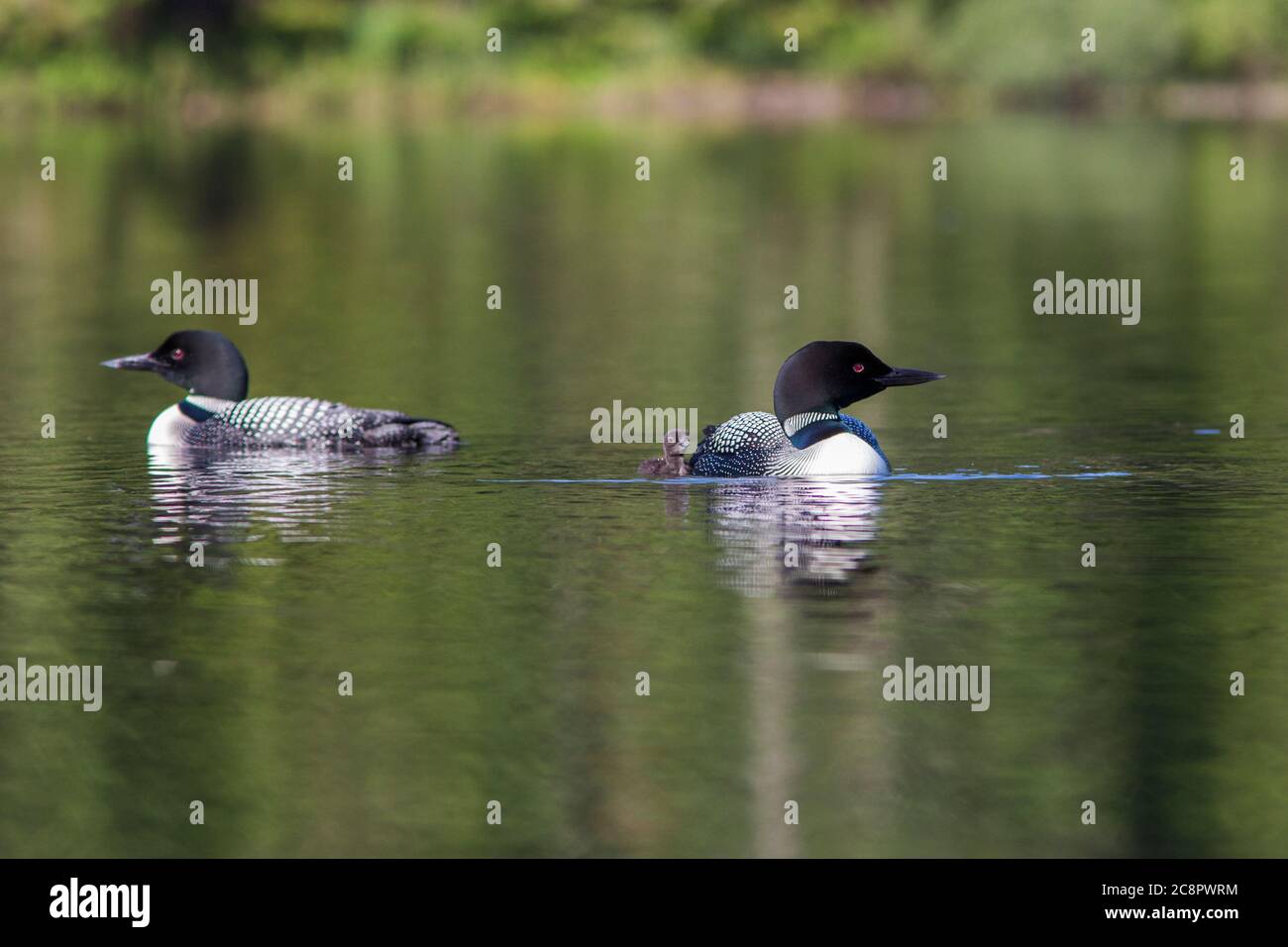 Pair of common loon in summer, Quebec, Canada Stock Photo - Alamy