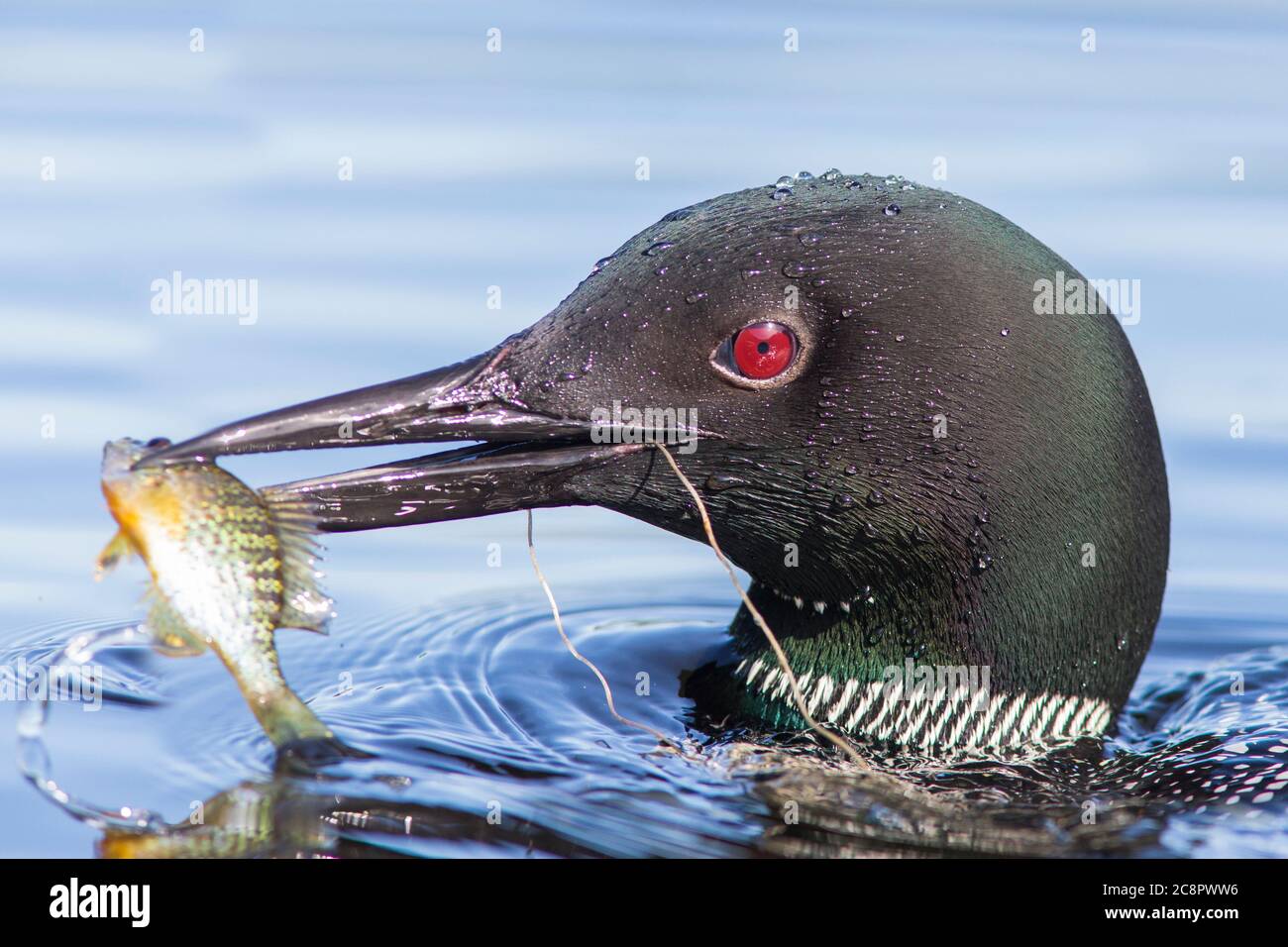 common loon in summer, Quebec, Canada Stock Photo - Alamy