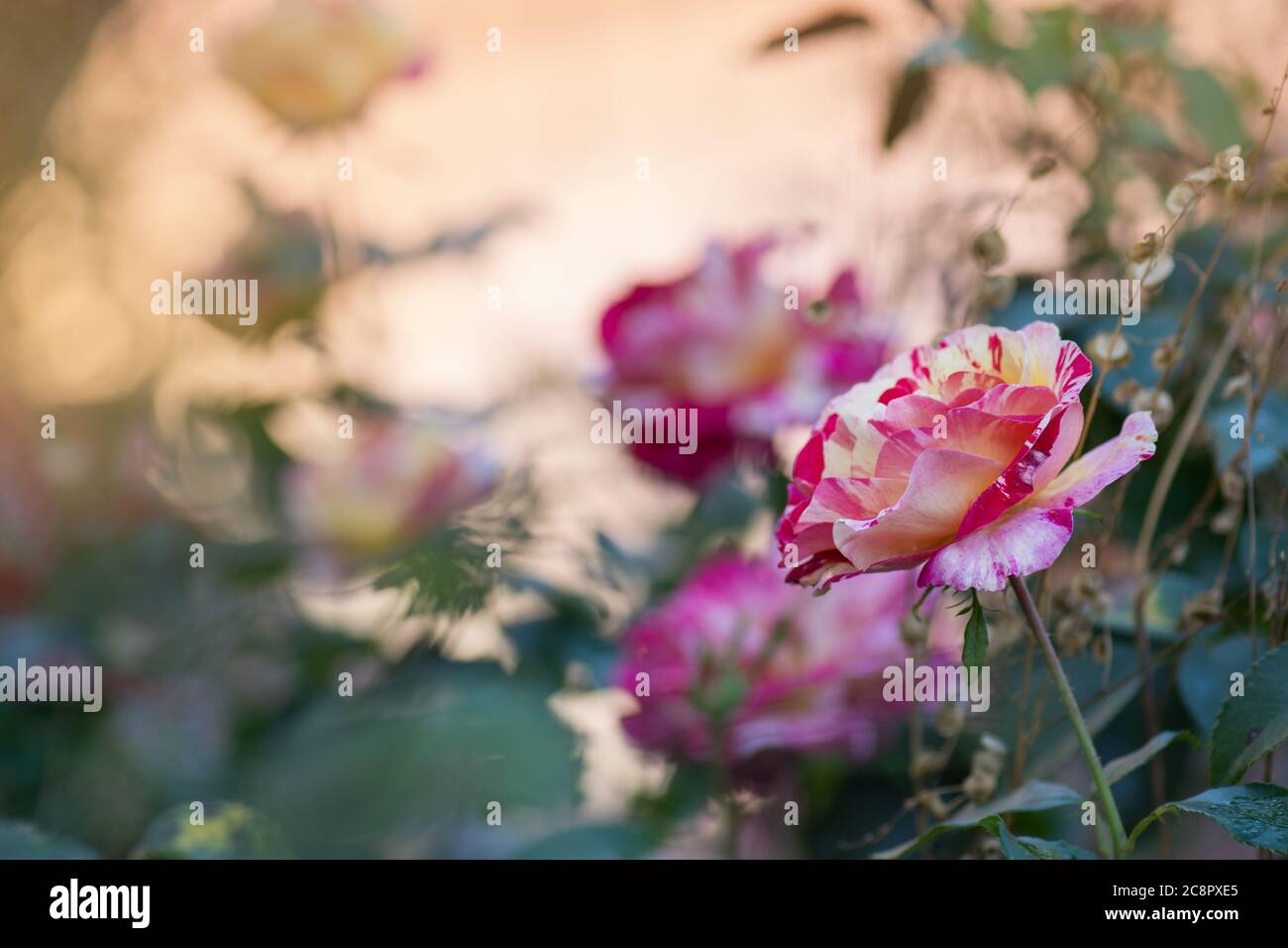 Carmine rose flower hi-res stock photography and images - Alamy