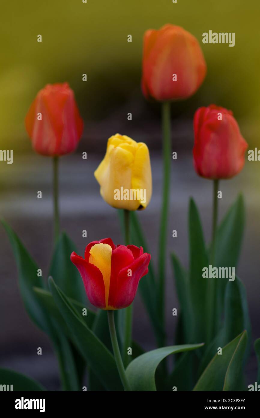 Mutated flower with leaf in petal hi-res stock photography and images ...