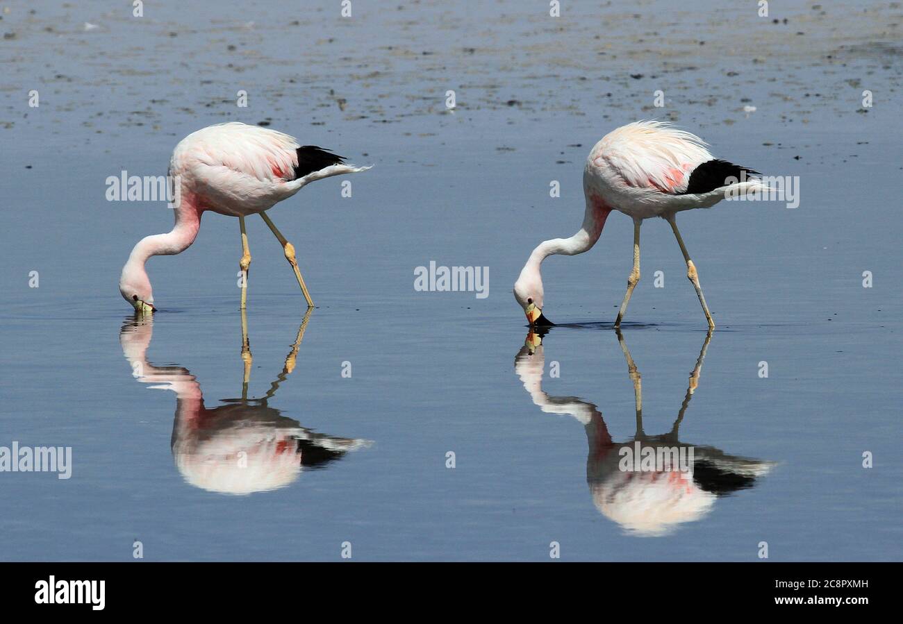 Atacama wading birds hi-res stock photography and images - Alamy