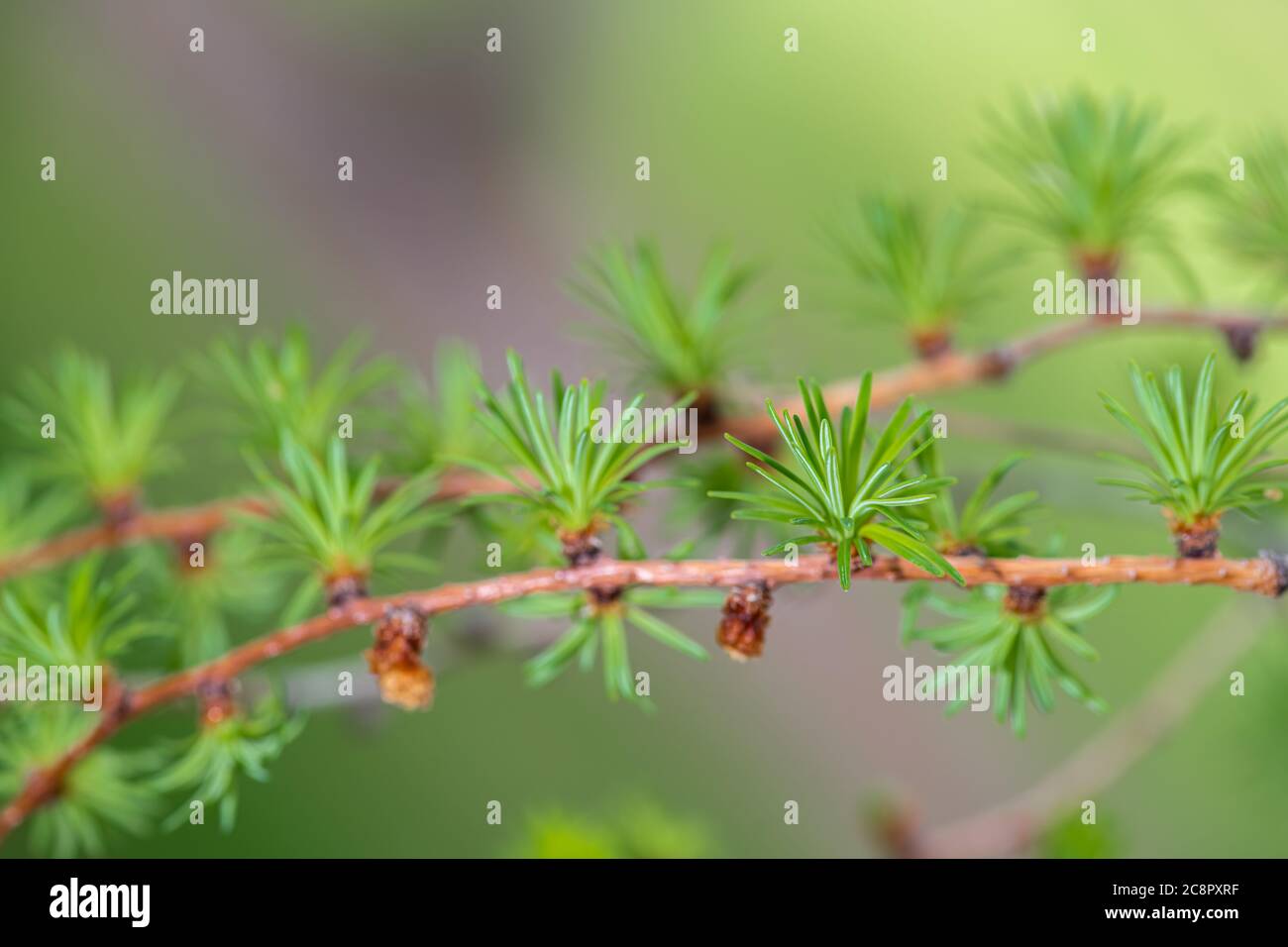 Twigs and Leaves of a Japanese Larch (Larix kaempferi Stock Photo - Alamy