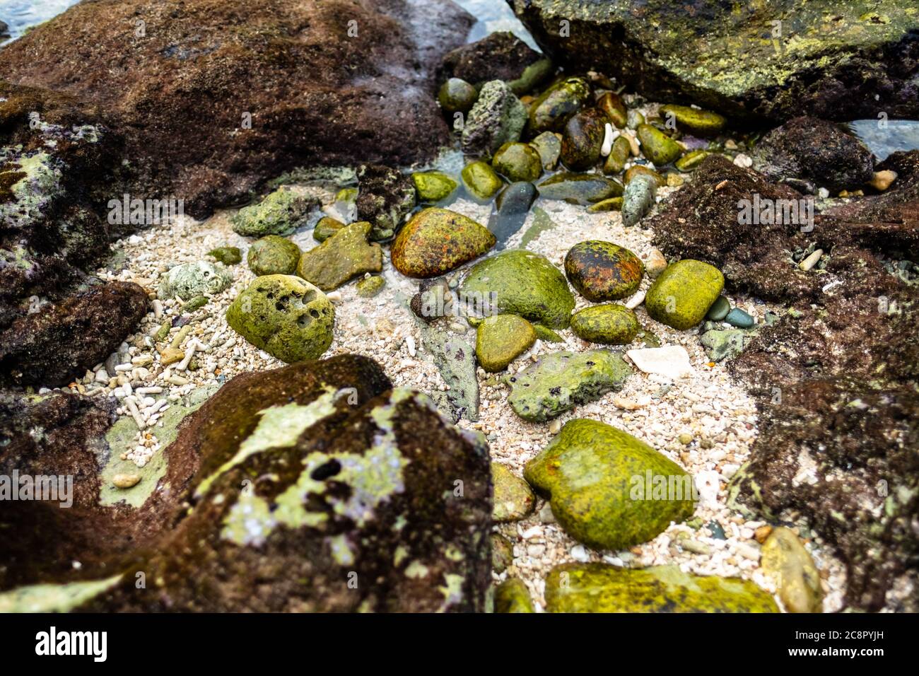 Sea coral bottom after low tide. Seabed texture Stock Photo - Alamy