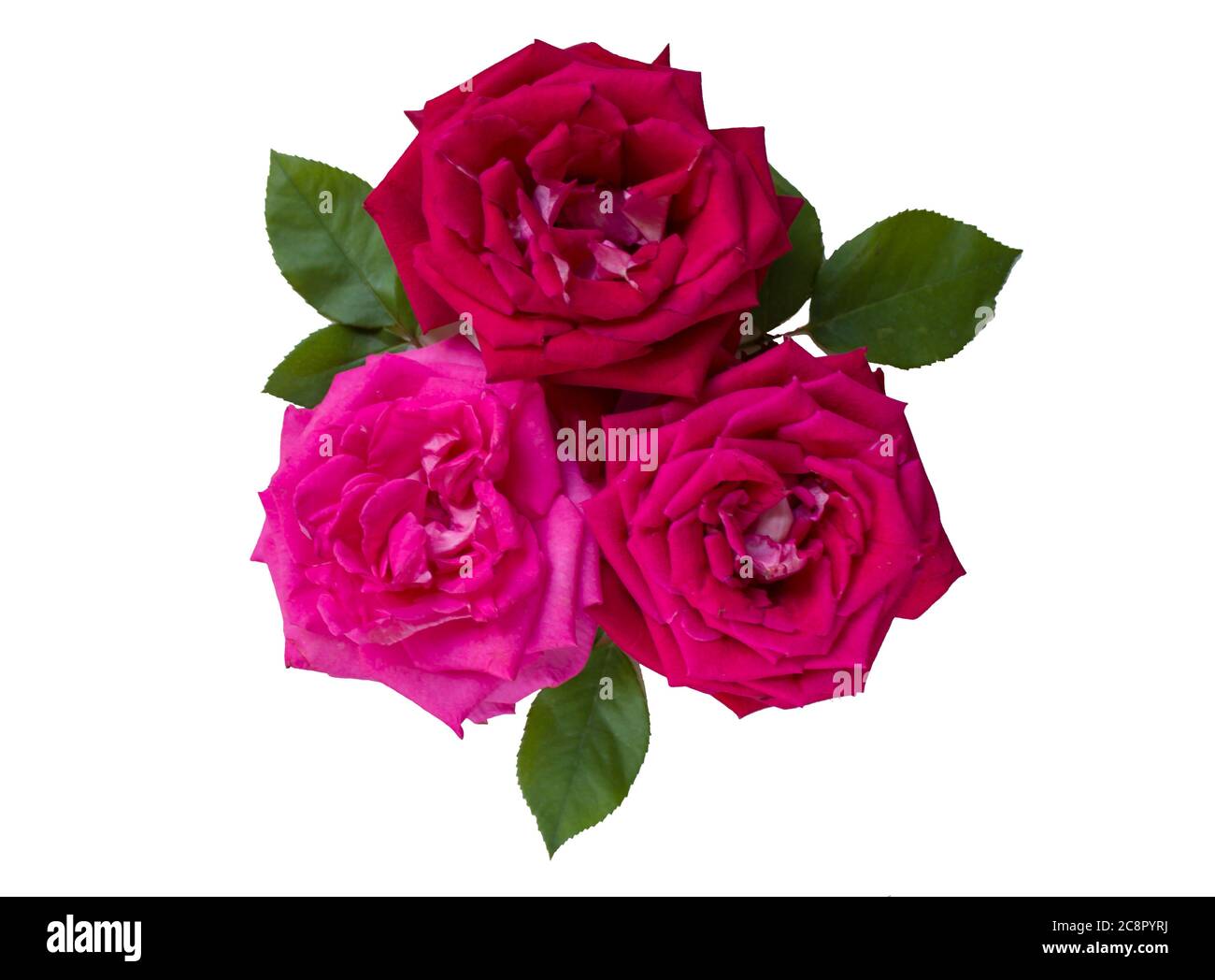 Beautiful pink flower in the garden. Rose flower background. Roses ...