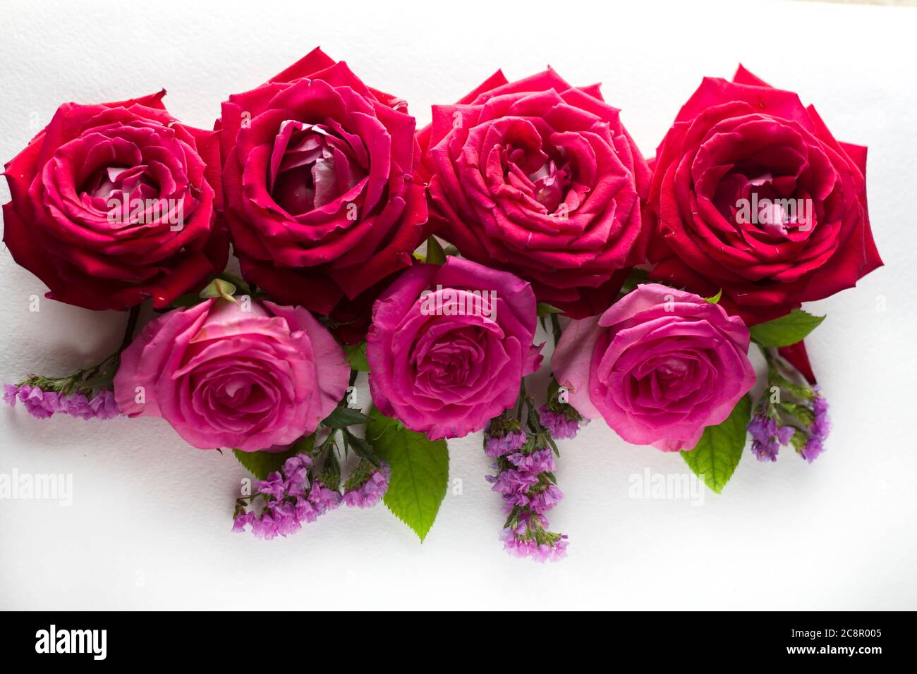 Beautiful rose flower in garden. Rose flower background. Roses flower ...