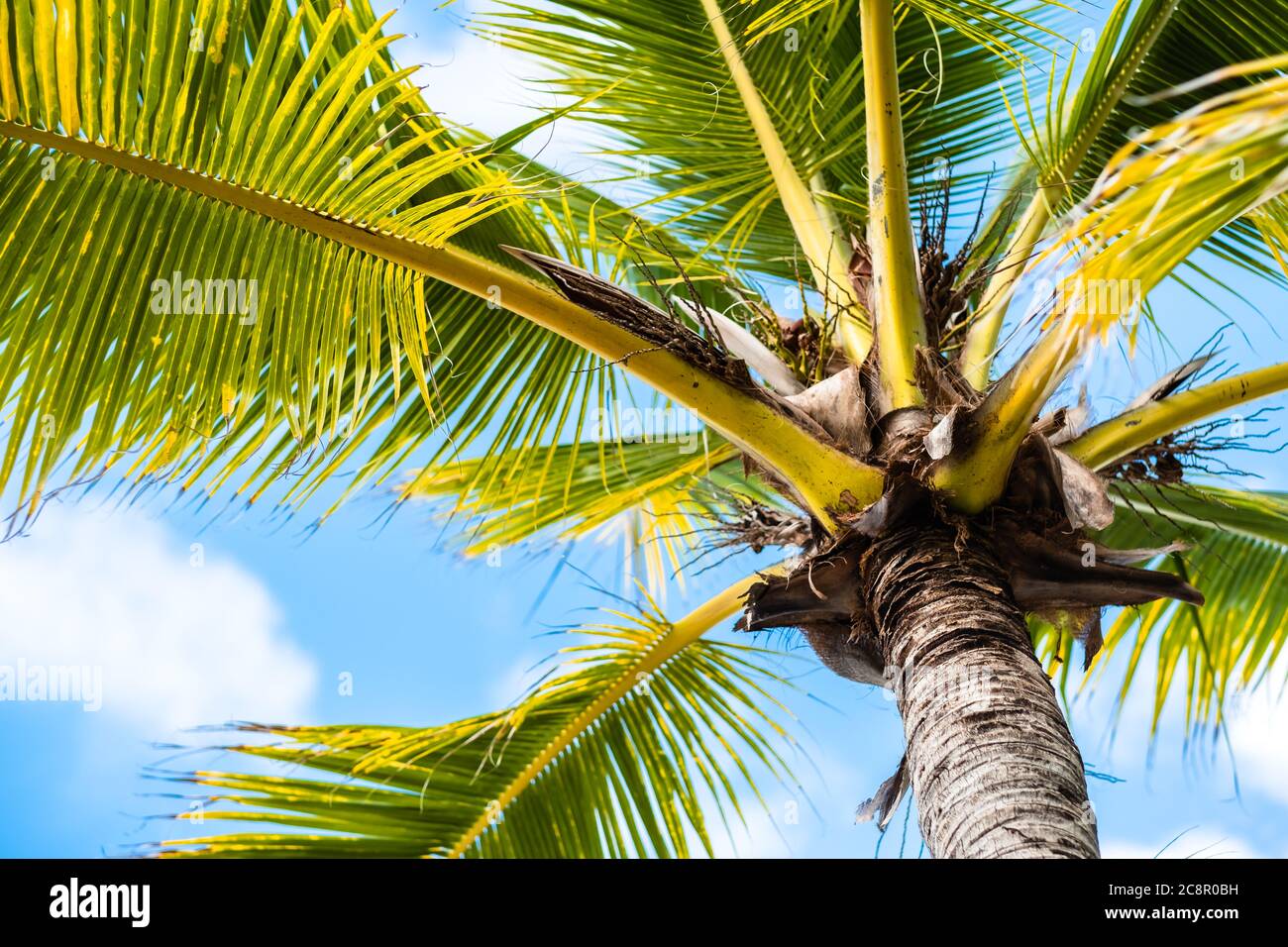 Closeup california green horizontal palm tree hi-res stock photography ...