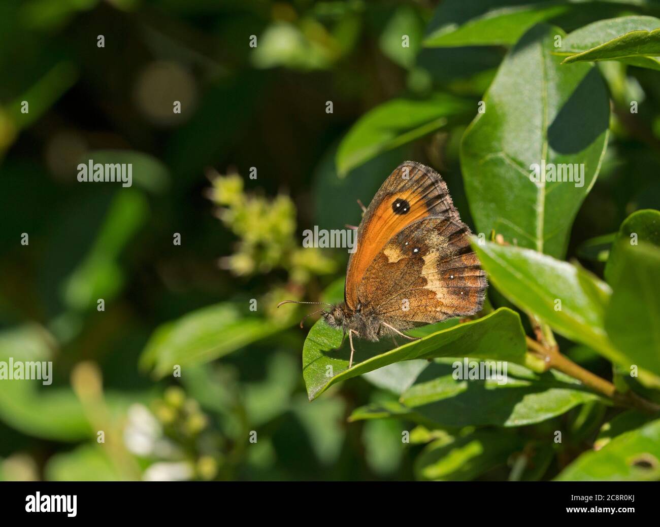Gatekeeper Butterfly, Pyronia tithonus, single adult resting on leaf ...