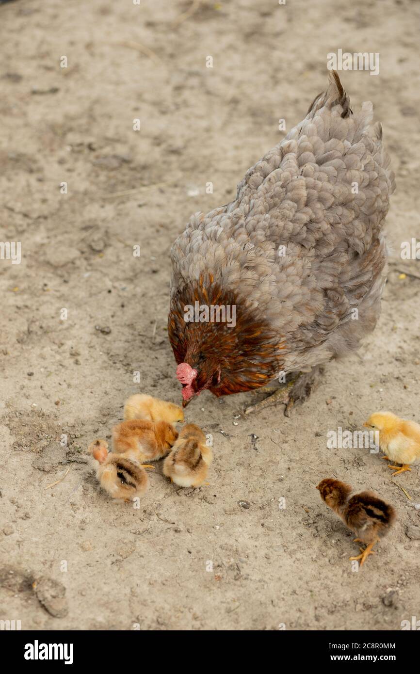 Closeup of a mother chicken with its baby chicks on the farm. Hen with ...
