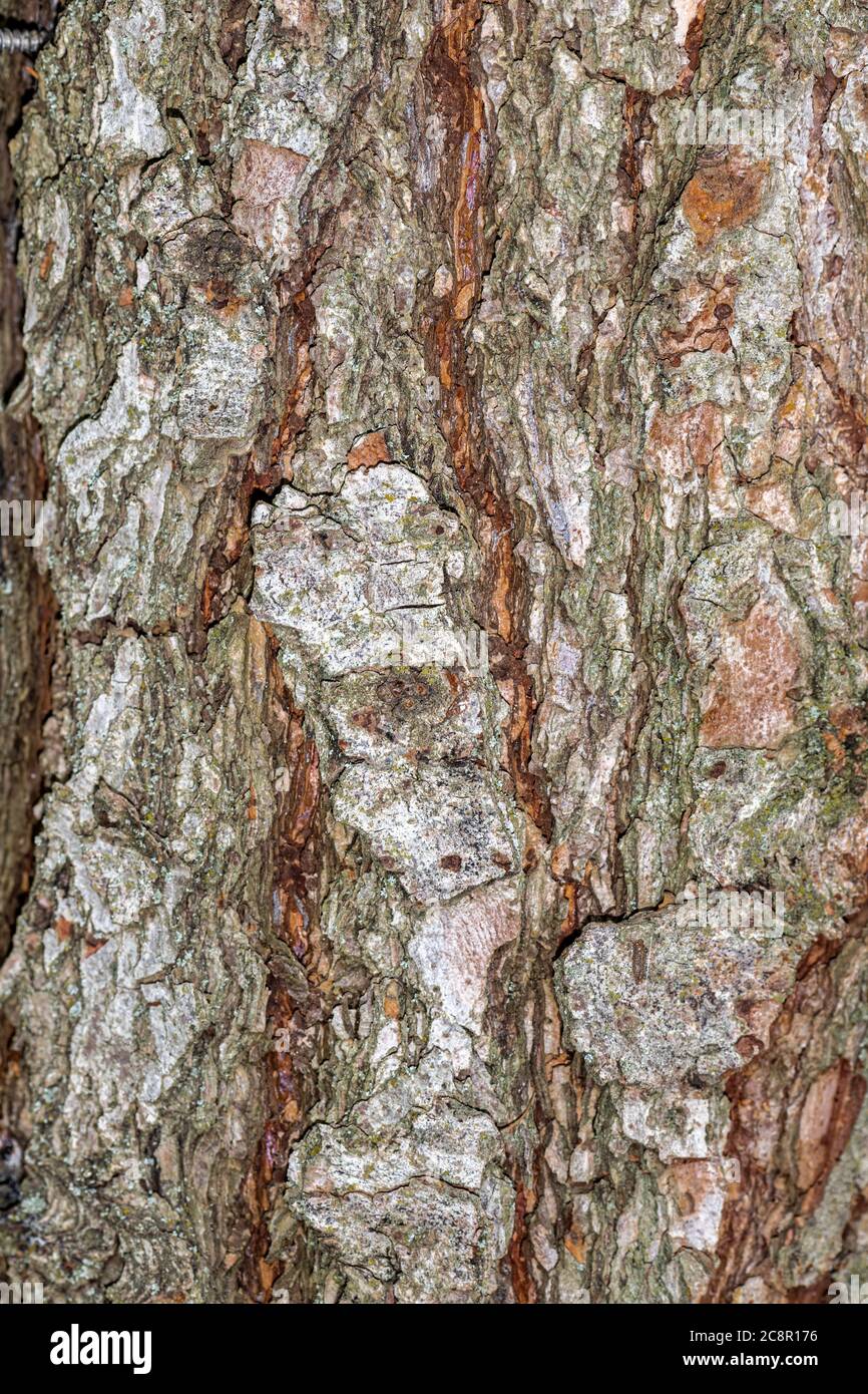 Old larch bark hi-res stock photography and images - Alamy