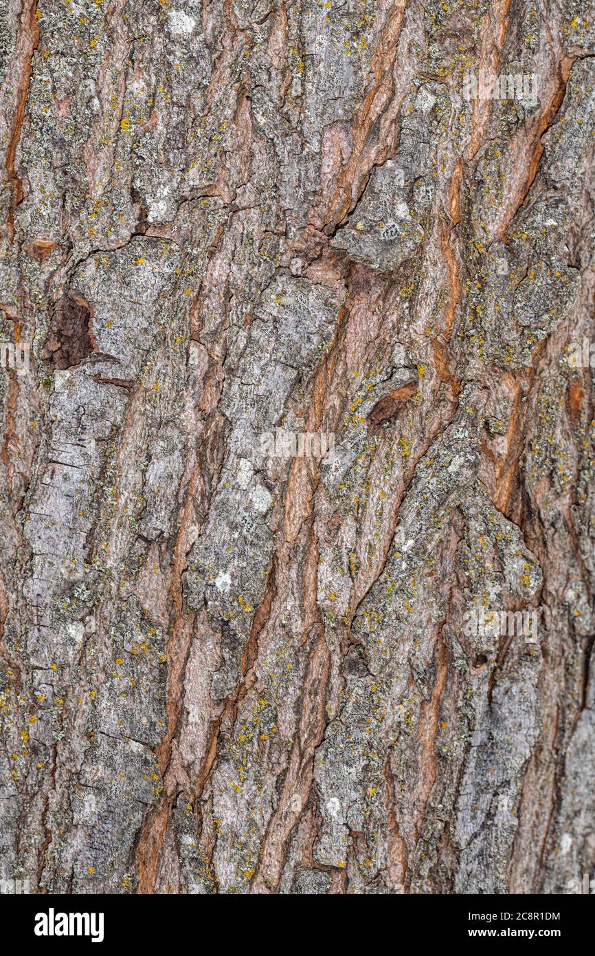 Swamp maple hi-res stock photography and images - Alamy