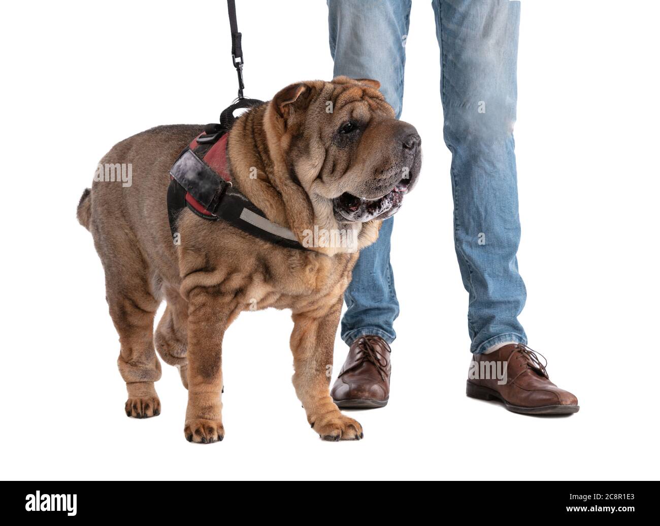 Old Shar-Pei (12 years old) isolated on white background Stock Photo ...