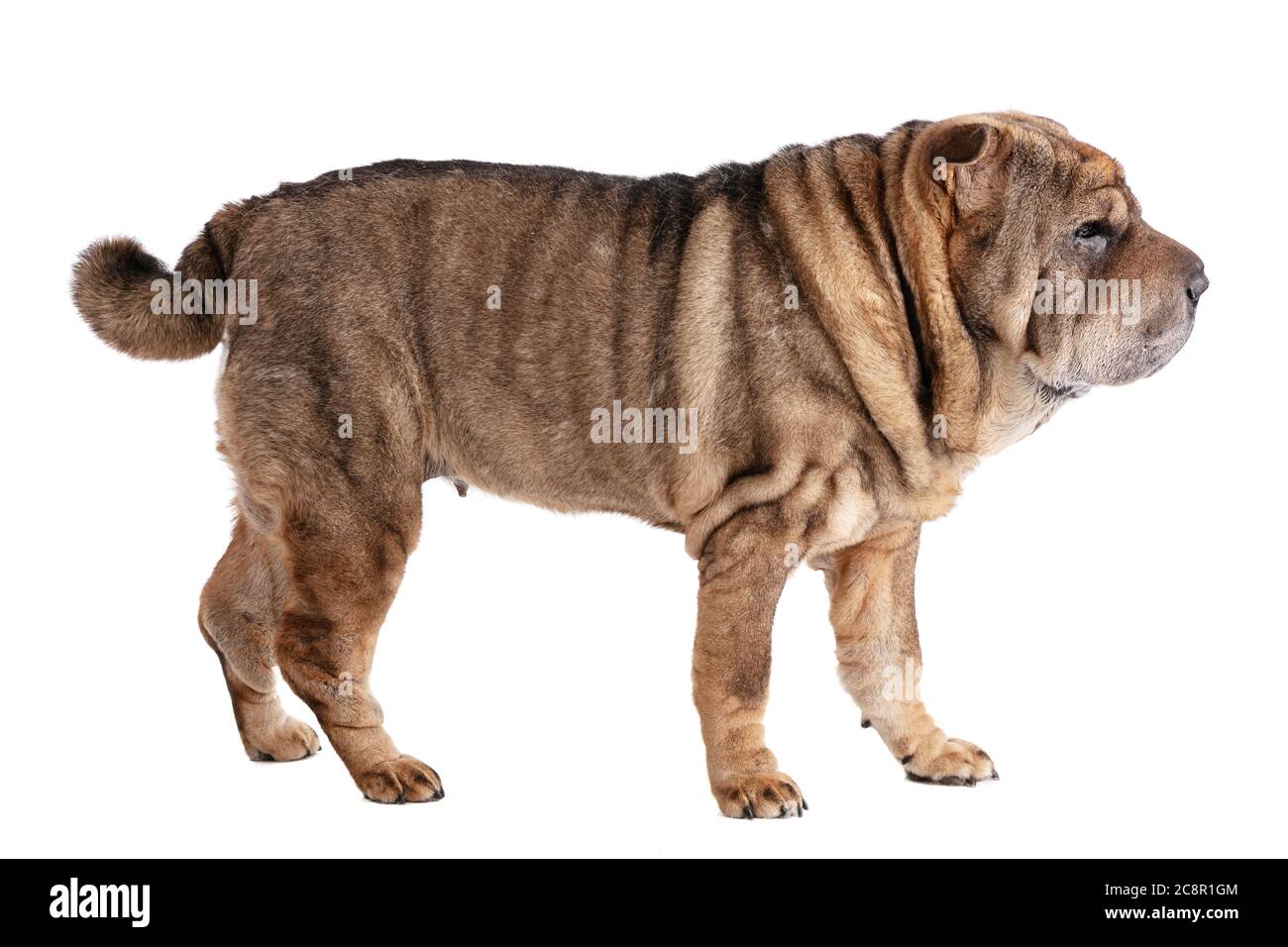 Old Shar-Pei (12 years old) isolated on white background Stock Photo ...