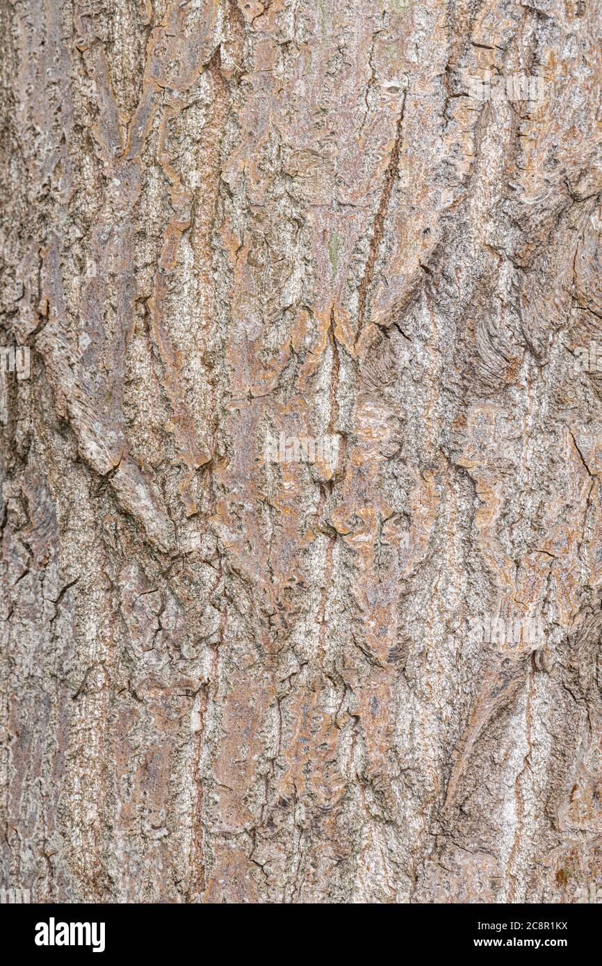 Bark of Simon Poplar or Chinese Cottonwood (Populus simonii Stock Photo ...